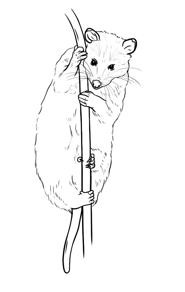 LearnDrawing - How to draw a possum