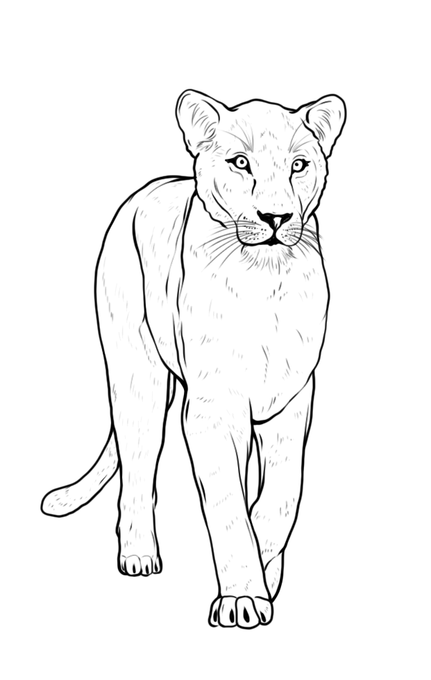 LearnDrawing - How to draw a lioness