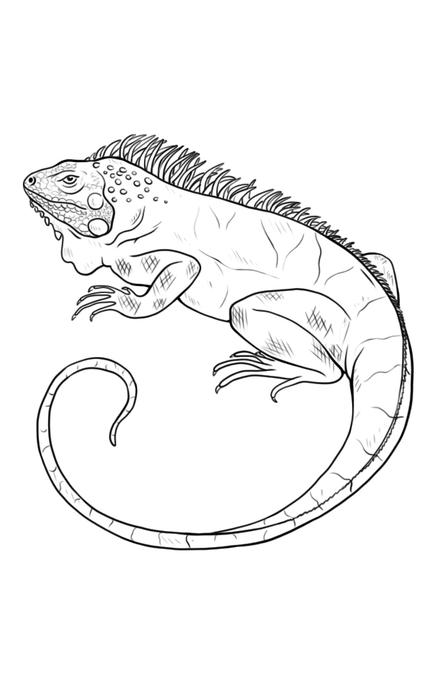 LearnDrawing - How to draw an iguana