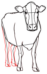 LearnDrawing - How to draw cattle step by step