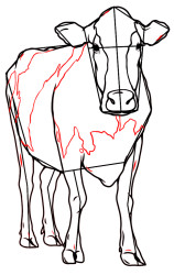 LearnDrawing - How to draw cattle step by step