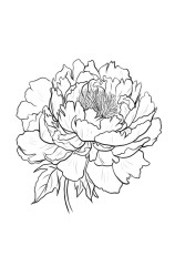 LearnDrawing - How to draw a peony flower