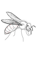 LearnDrawing - How to draw wasps