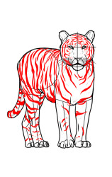 LearnDrawing - step by step how to draw a tiger