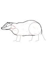 LearnDrawing - How to draw a badger