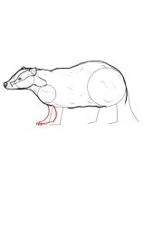 LearnDrawing - How to draw a badger