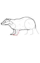 LearnDrawing - How to draw a badger