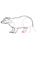 LearnDrawing - How to draw a badger