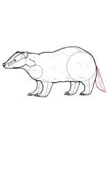 LearnDrawing - How to draw a badger
