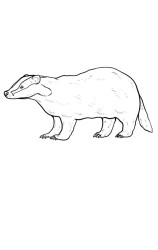 LearnDrawing - How to draw a badger